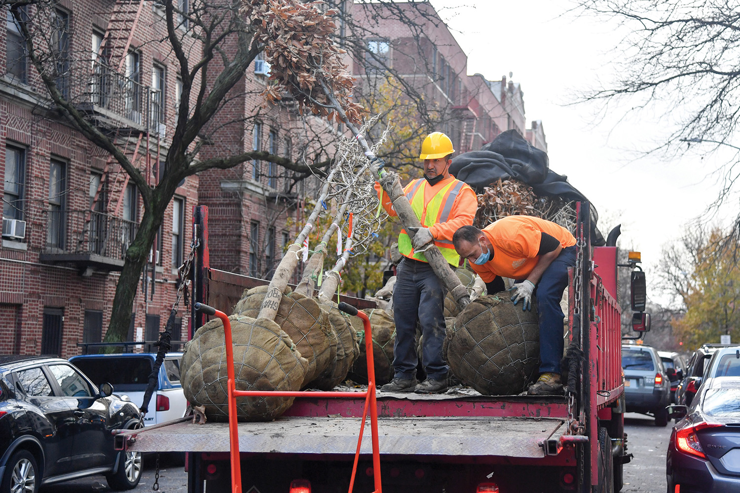 Cultivating the Urban Forest — AIA New York