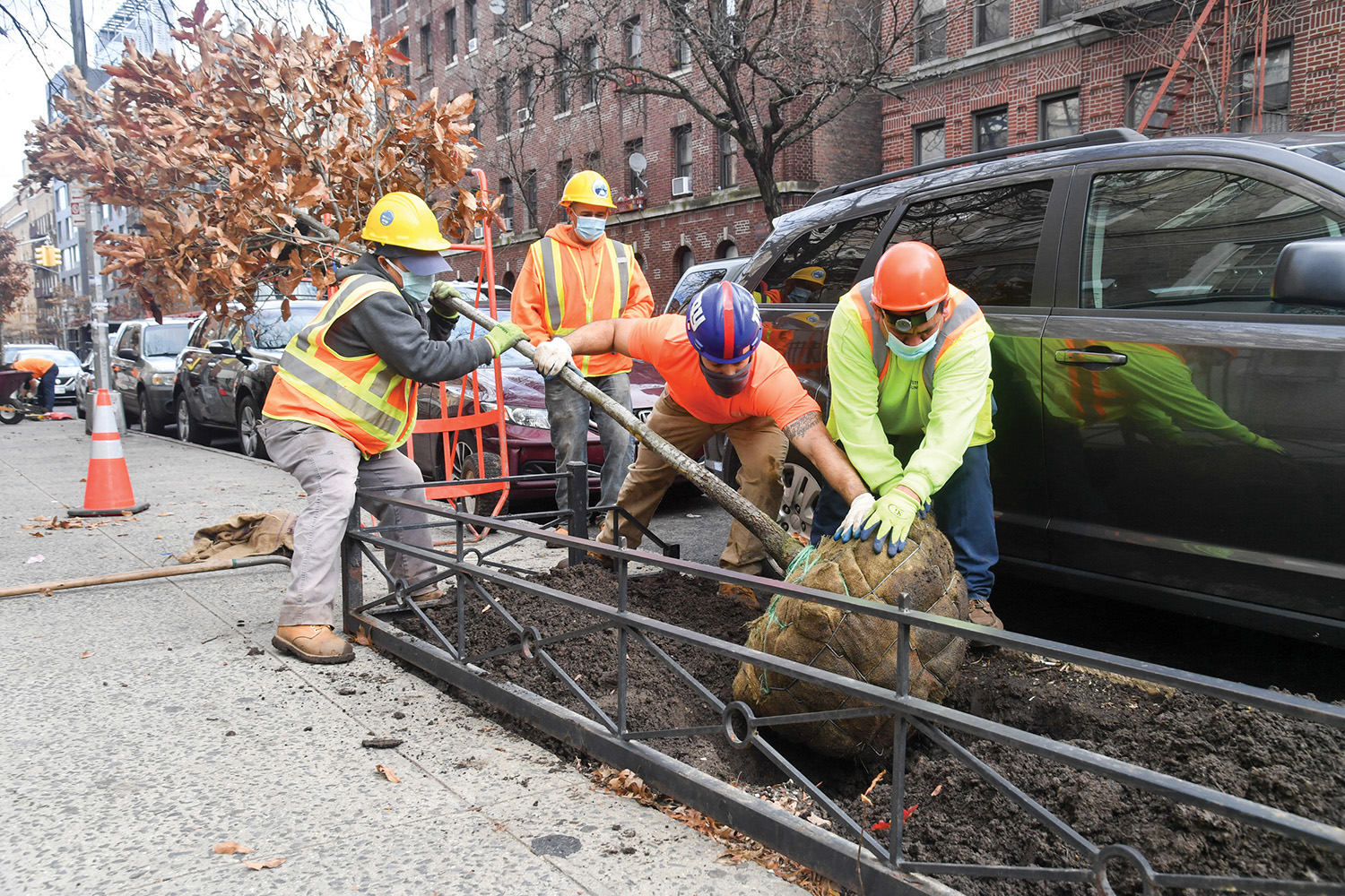 Cultivating the Urban Forest — AIA New York
